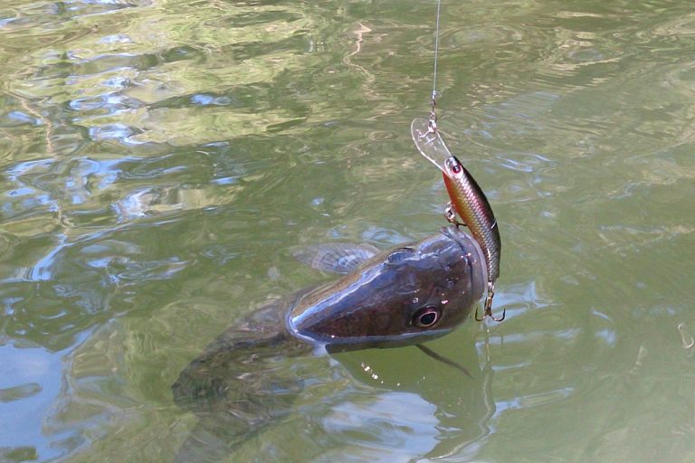 Photo Gallery of Taylormade Fishing Lures in action – Taylormade Lures